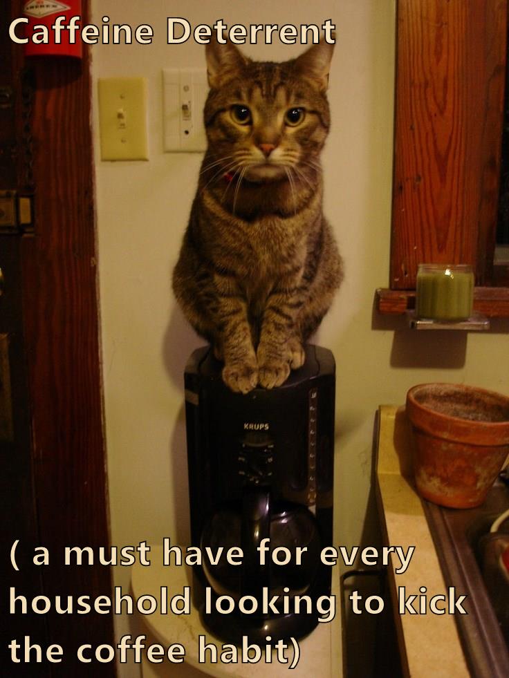 Caffeine Deterrent - Lolcats - lol | cat memes | funny cats | funny cat ...
