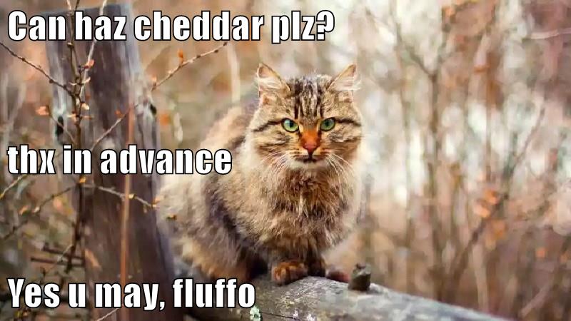 Can haz cheddar plz? - Lolcats - lol | cat memes | funny cats | funny ...