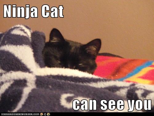 Ninja Cat - Lolcats - lol | cat memes | funny cats | funny cat pictures ...