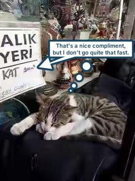 Only half fast - Lolcats - lol | cat memes | funny cats | funny cat ...