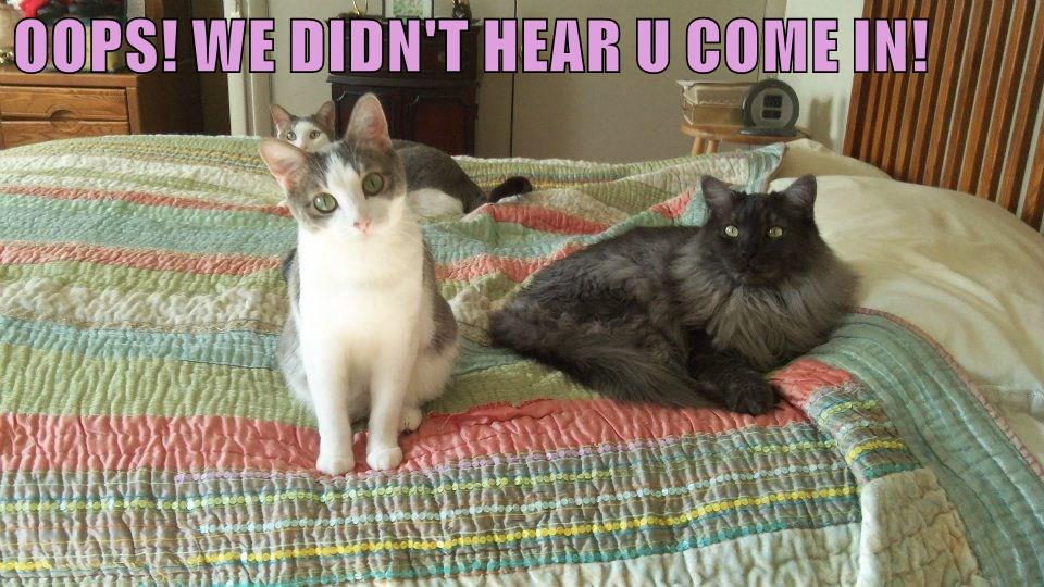 Interesting - Lolcats - lol | cat memes | funny cats | funny cat ...