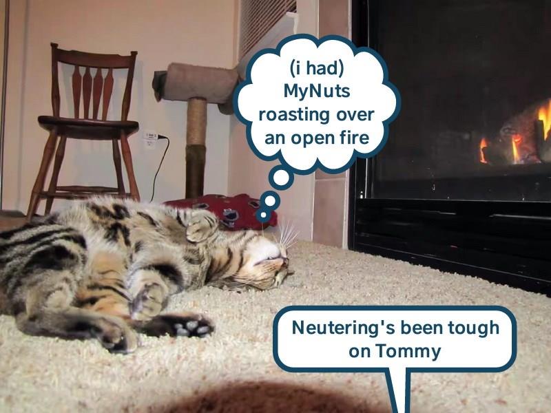 Neutering's other scar - Lolcats - lol | cat memes | funny cats | funny ...