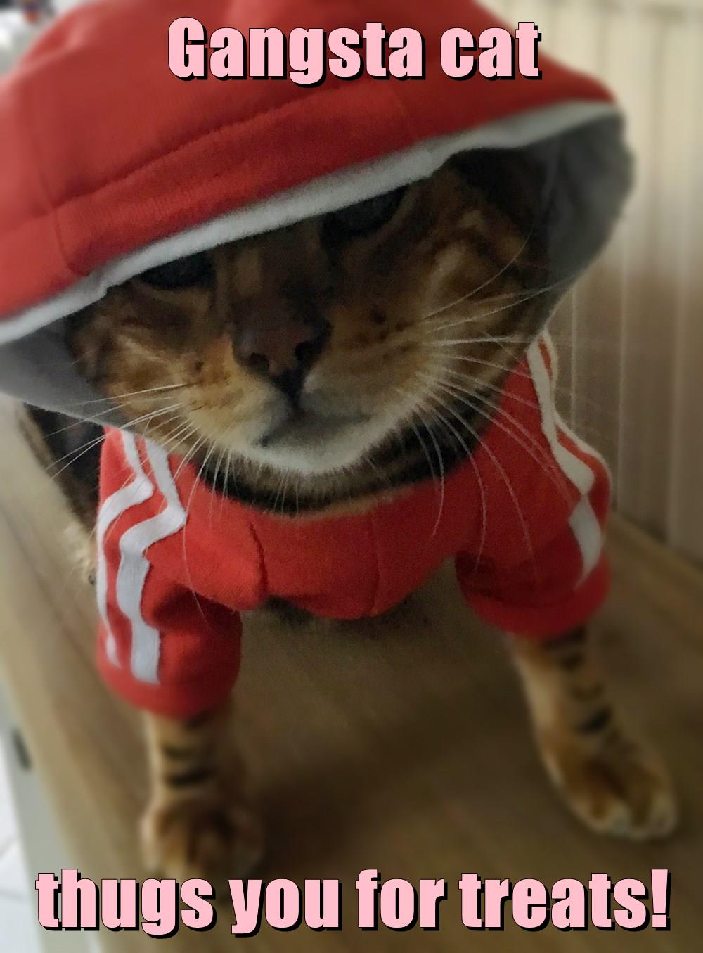 Gangsta cat - Lolcats - lol | cat memes | funny cats | funny cat ...