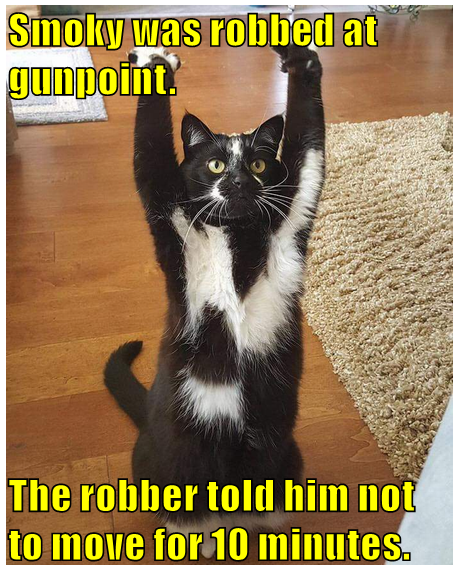 robbed - Lolcats - lol | cat memes | funny cats | funny cat pictures ...