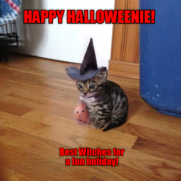 Best Witches! - Lolcats - lol | cat memes | funny cats | funny cat ...