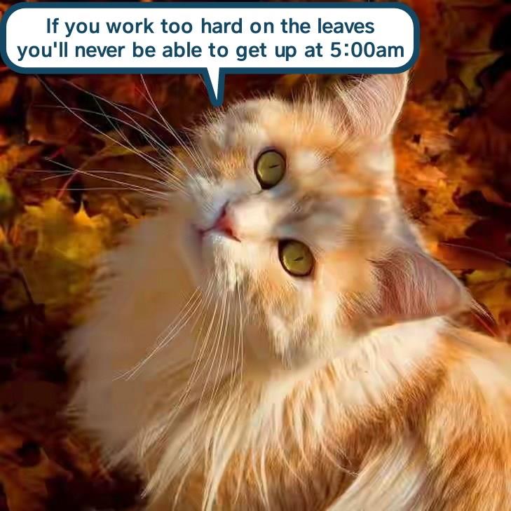 No excuse for late breakfast - Lolcats - lol | cat memes | funny cats ...