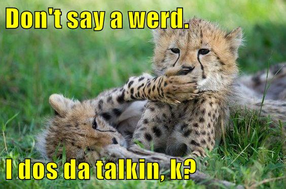 shh - Animal Comedy - Animal Comedy, funny animals, animal gifs