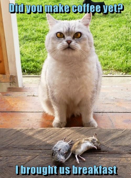 Brought us breakfast - Lolcats - lol | cat memes | funny cats | funny ...