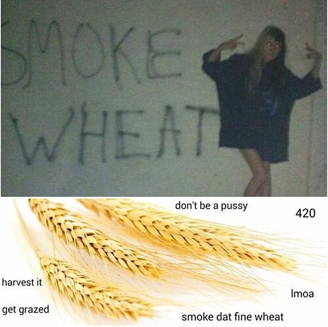 Memebase - wheat - All Your Memes In Our Base - Funny Memes - Cheezburger