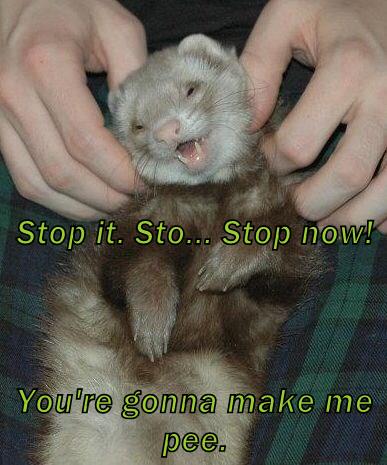 Stop now! - Animal Comedy - Animal Comedy, funny animals, animal gifs