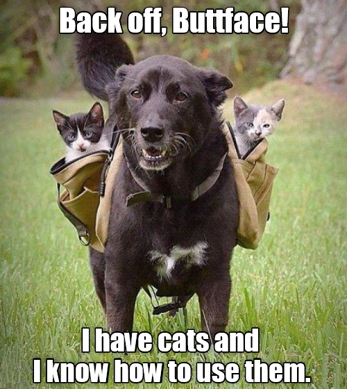 I'm locked and loaded - Lolcats - lol | cat memes | funny cats | funny ...