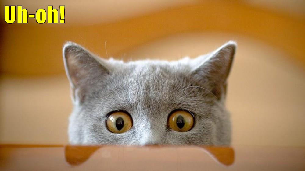 Uh-oh! - Lolcats - lol | cat memes | funny cats | funny cat pictures ...