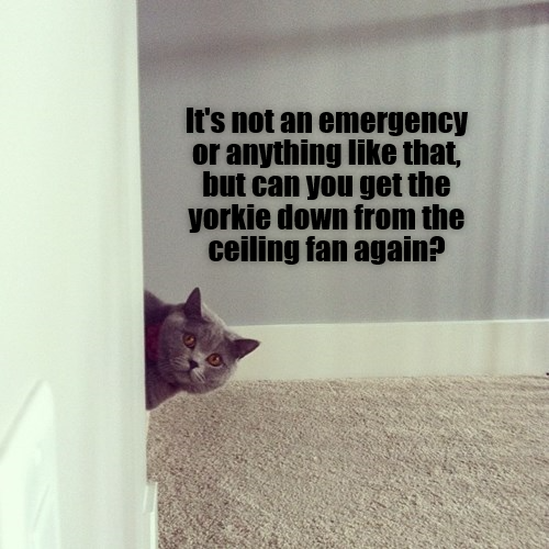 You'll need the stepladder - Lolcats - lol | cat memes | funny cats ...