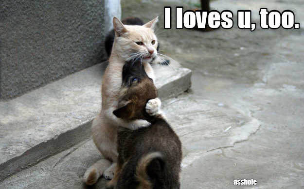 Love - Lolcats - lol | cat memes | funny cats | funny cat pictures with ...