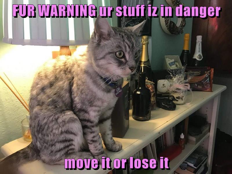 FUR WARNING - Lolcats - lol | cat memes | funny cats | funny cat ...