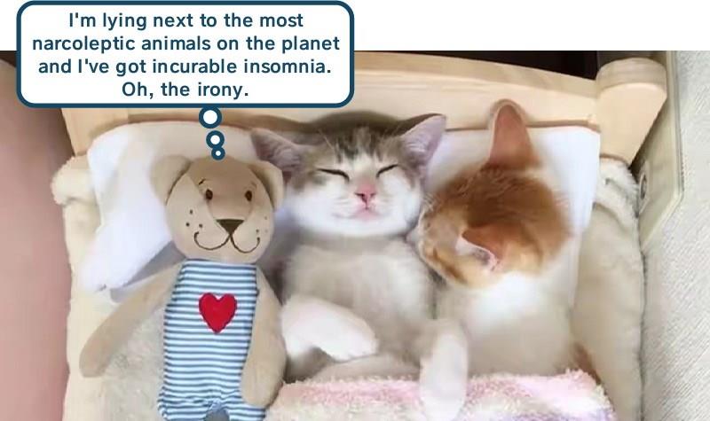 Oh, the irony - Lolcats - lol | cat memes | funny cats | funny cat ...