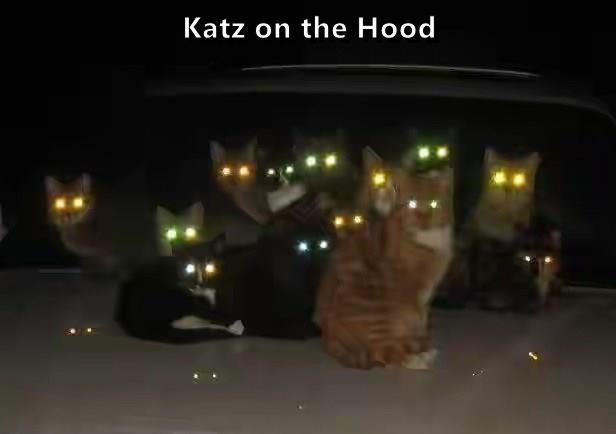 Katz on the Hood - Lolcats - lol | cat memes | funny cats | funny cat ...