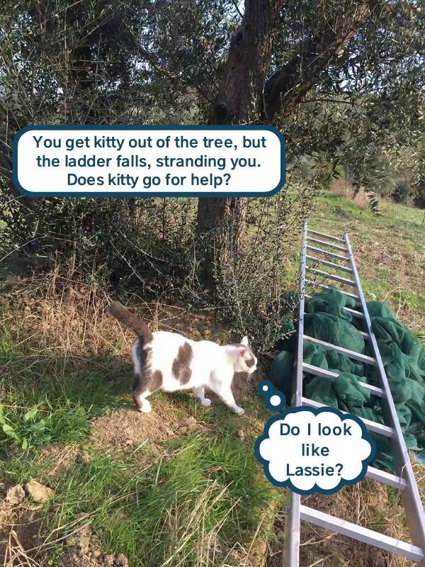 "Why should I? I'm okay" - Lolcats - lol | cat memes | funny cats ...