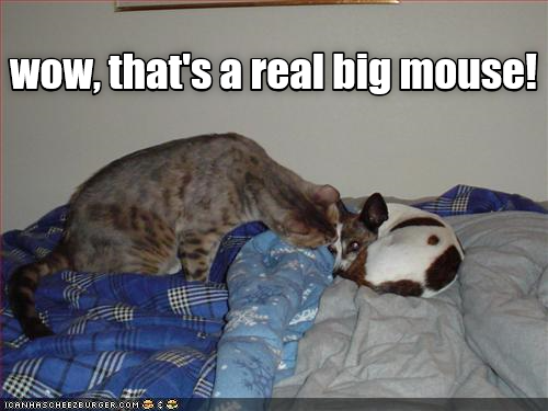 And so easy to catch too - Lolcats - lol | cat memes | funny cats ...