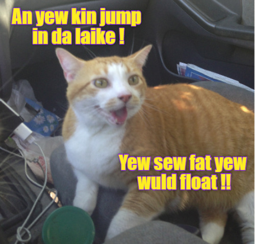 Never say NO kitty ! - Lolcats - lol | cat memes | funny cats | funny ...