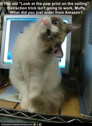 The old distraction - Lolcats - lol | cat memes | funny cats | funny ...