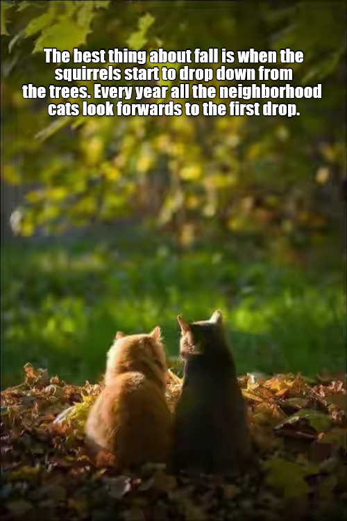 Uhm... what? - Lolcats - lol | cat memes | funny cats | funny cat ...