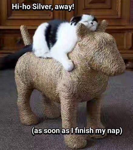 Hi-ho Silver, away! - Lolcats - lol | cat memes | funny cats | funny ...