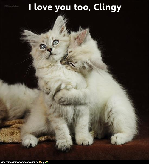 I Love You Lolcat