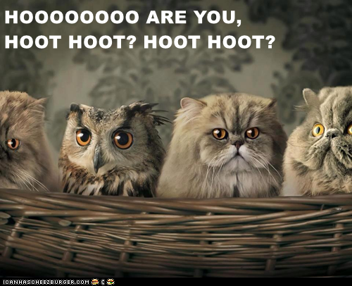 HOOOOOOOO - Lolcats - lol | cat memes | funny cats | funny cat pictures ...