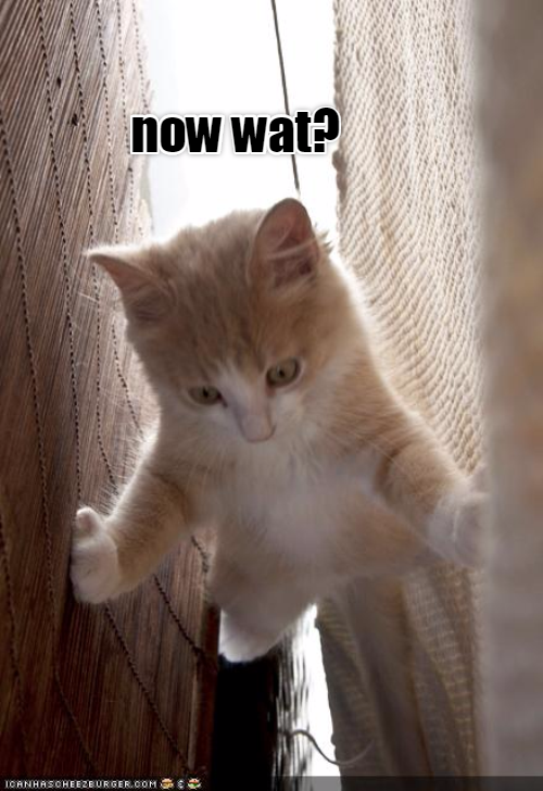 Now wat? - Lolcats - lol | cat memes | funny cats | funny cat pictures ...
