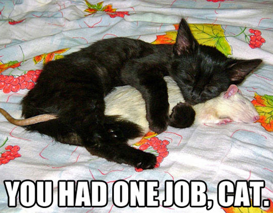 You Had One Job - I Can Has Cheezburger? - Funny Cats | Cat Meme | Cat ...