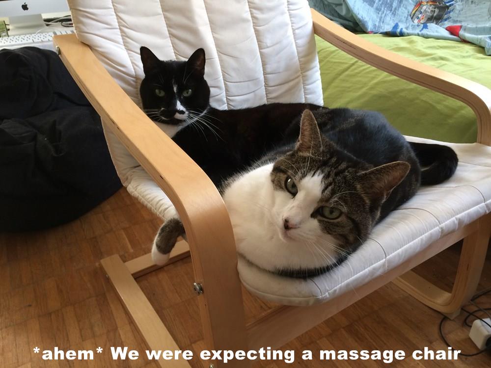 *ahem* We were expecting a massage chair - Lolcats - lol | cat memes ...