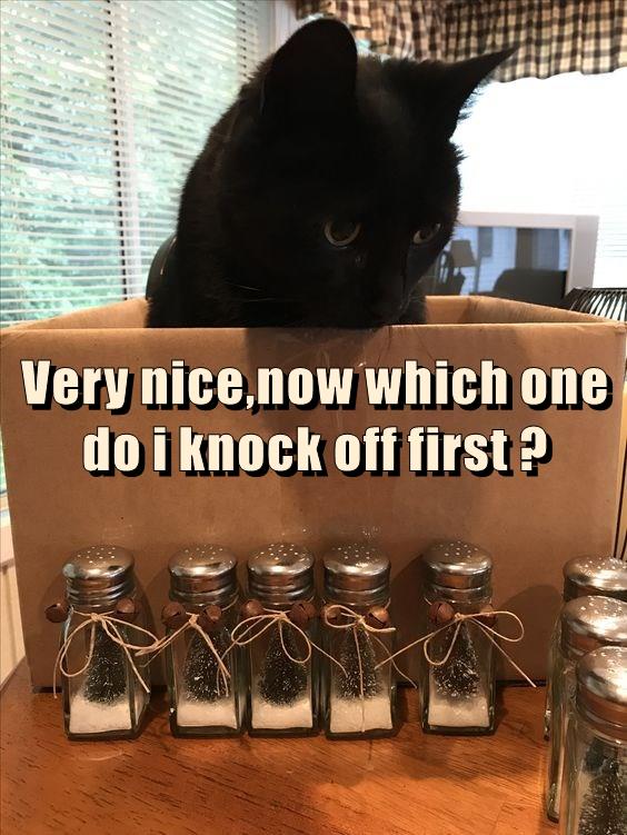 Very nice,now which one do i knock off first ? - Lolcats - lol | cat ...