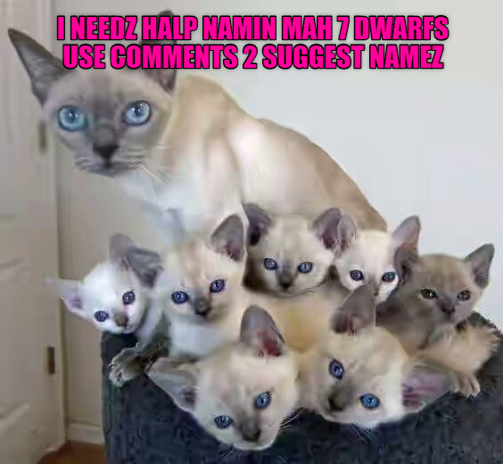 Name Game - Lolcats - lol | cat memes | funny cats | funny cat pictures ...