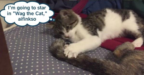 If you don't get cuffed silly first - Lolcats - lol | cat memes | funny ...