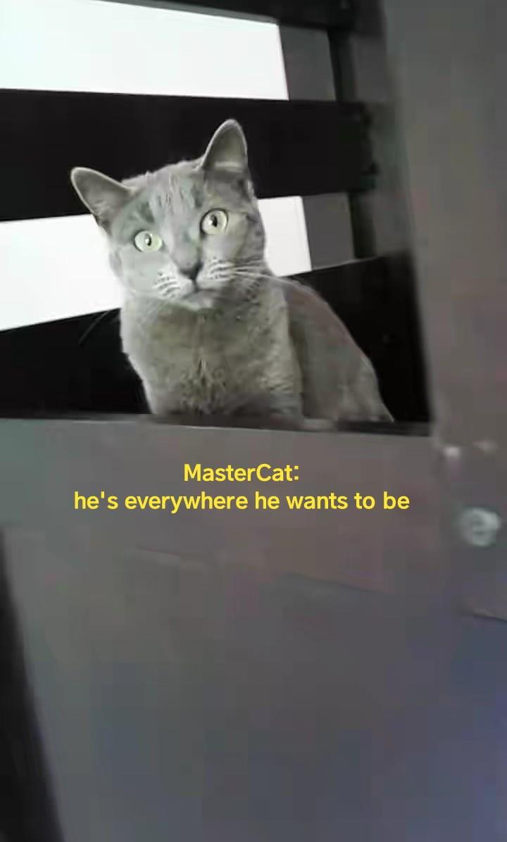 For controlling your life, there's MasterCat - Lolcats - lol | cat ...