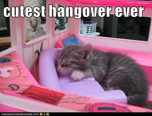 Cutest hangover ever - Lolcats - lol | cat memes | funny cats | funny ...