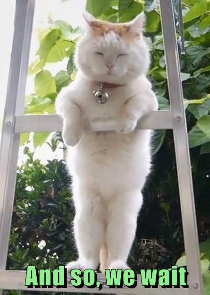 And so, we wait - Lolcats - lol | cat memes | funny cats | funny cat ...