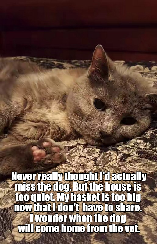 Soon, I hope - Lolcats - lol | cat memes | funny cats | funny cat ...