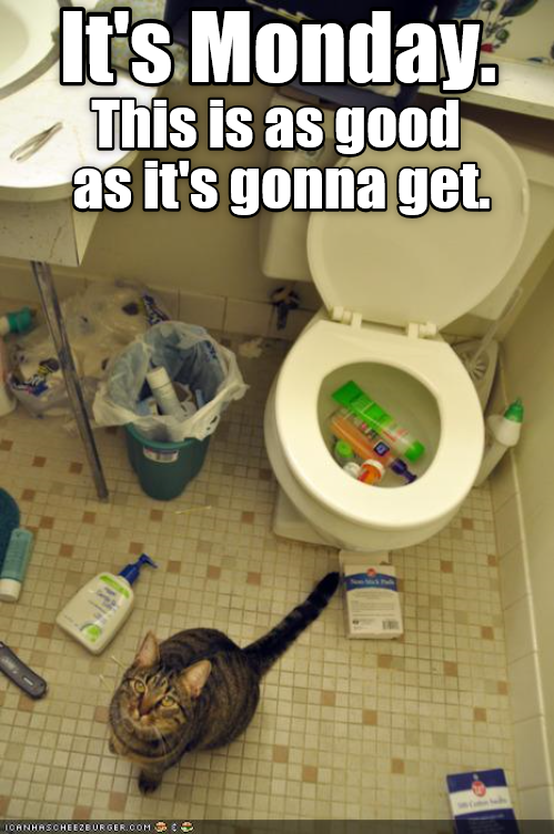 Typical Monday - Lolcats - lol | cat memes | funny cats | funny cat ...