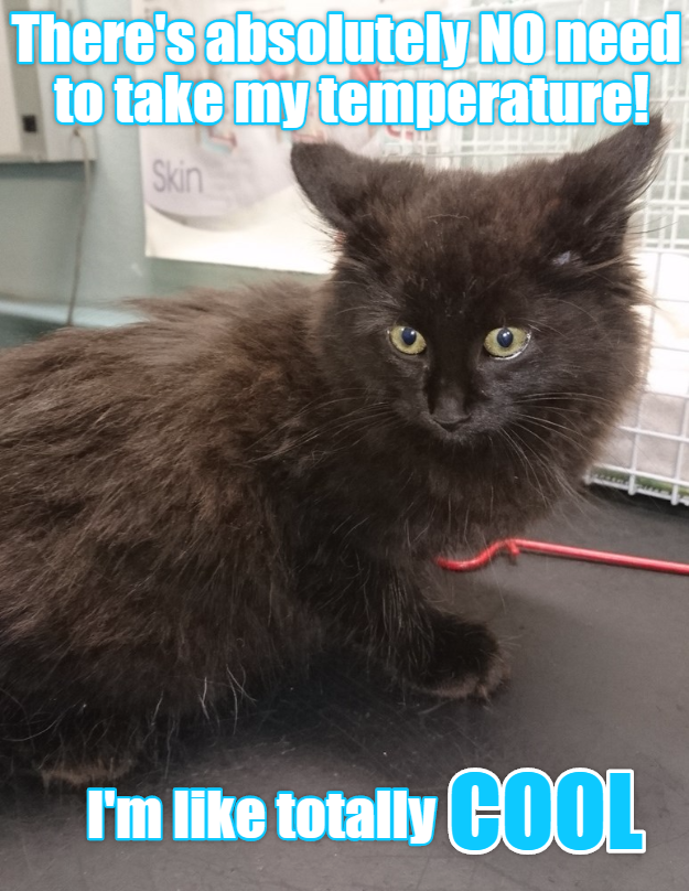 Like Totally - Lolcats - lol | cat memes | funny cats | funny cat ...