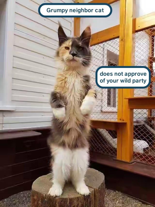 Grumpy neighbor cat - Lolcats - lol | cat memes | funny cats | funny ...
