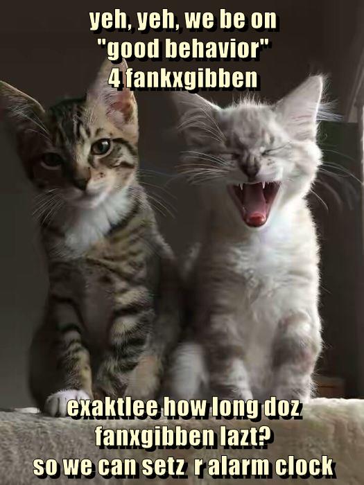 "Good behavior" - Lolcats - lol | cat memes | funny cats | funny cat ...