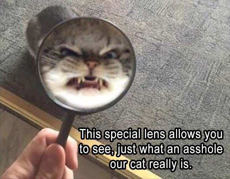 A Special Cat - I Can Has Cheezburger?