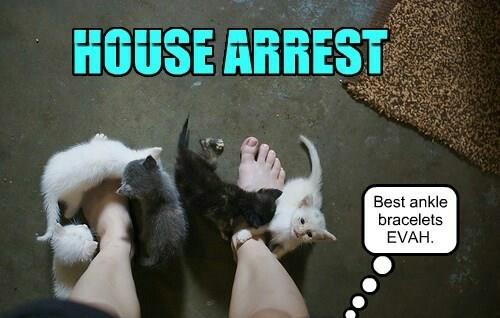 House Arrest - Lolcats - lol | cat memes | funny cats | funny cat ...