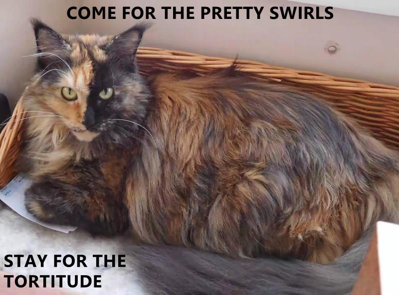 TORTITUDE - Lolcats - lol | cat memes | funny cats | funny cat pictures ...