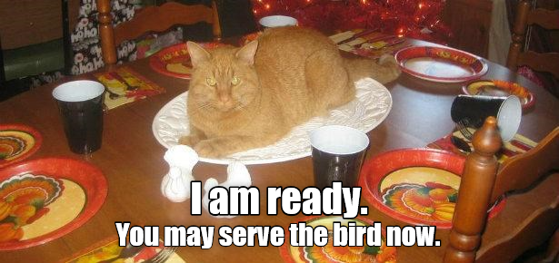 HUNGRY!!!! - Lolcats - lol | cat memes | funny cats | funny cat ...