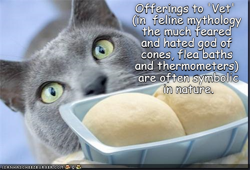 Making an offering to Vet - Lolcats - lol | cat memes | funny cats ...