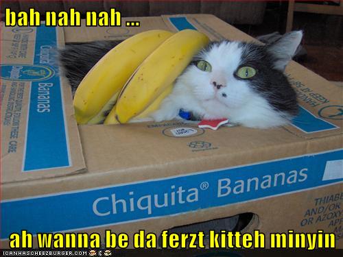 Bah nah nah - Lolcats - lol | cat memes | funny cats | funny cat ...