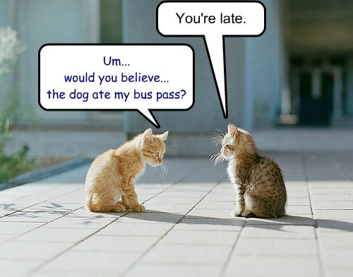 Same old dog-eared excuse - Lolcats - lol | cat memes | funny cats ...